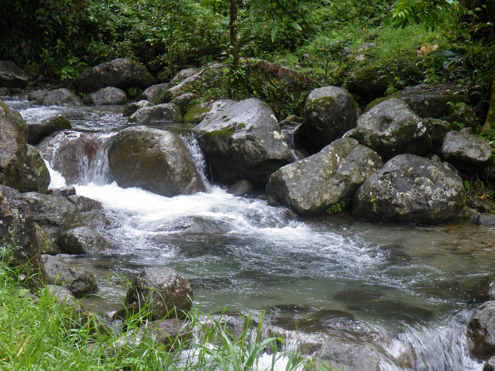 du-four-au-jardin-et-mes-dix-doigts: forêt tropicale - Martinique
