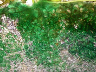 Plantas de Aquário: As Cianobactérias
