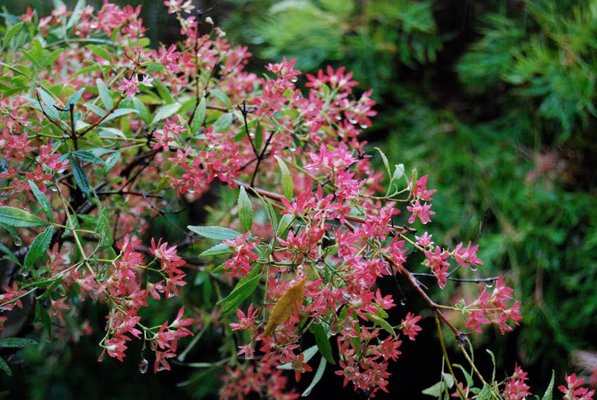 Images Of Non Flowering Plants Top Collection Of Different Types Of images-of-non-flowering-plants-top-collection-of-different-types-of