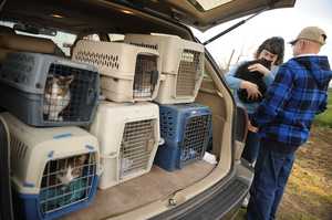 Over the Rainbow Bridge: Last Hope Cat Kingdom's Urgent Plea