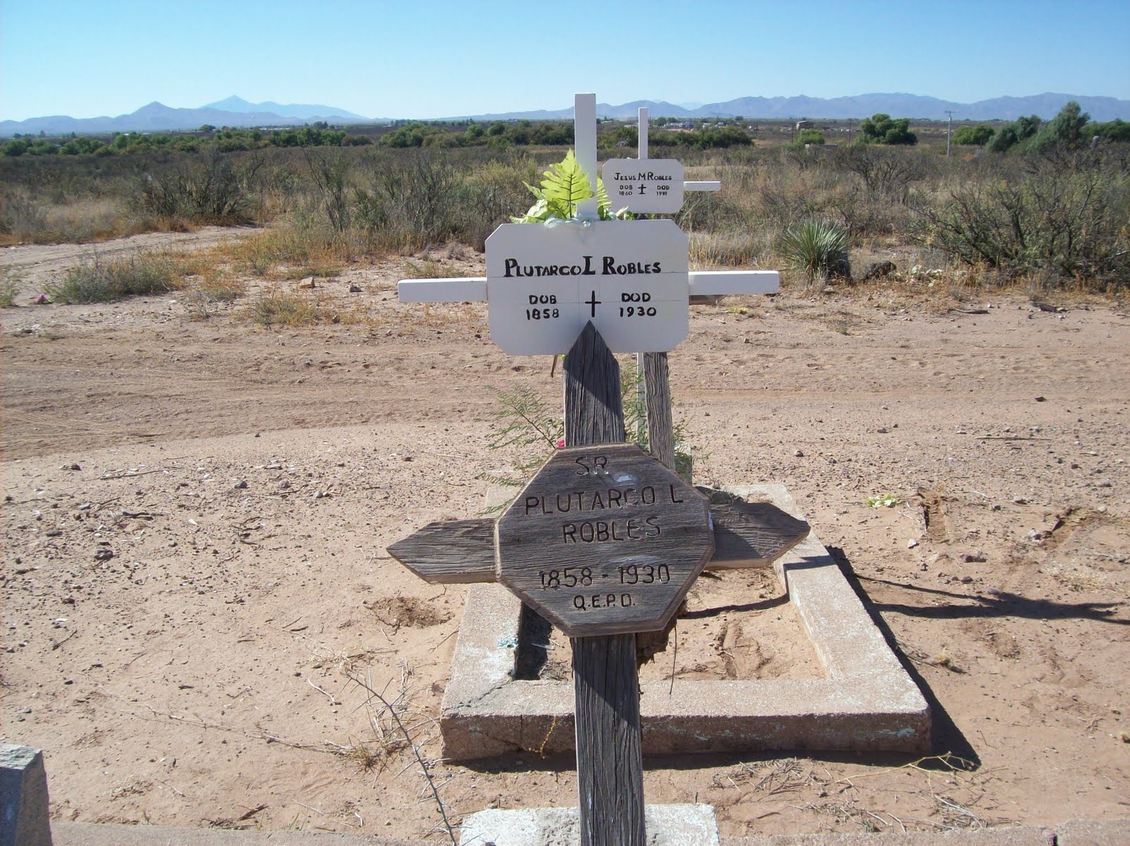 Sonoran Jackrabbit, The Graveyard Rabbit of Southern Arizona: Old ...