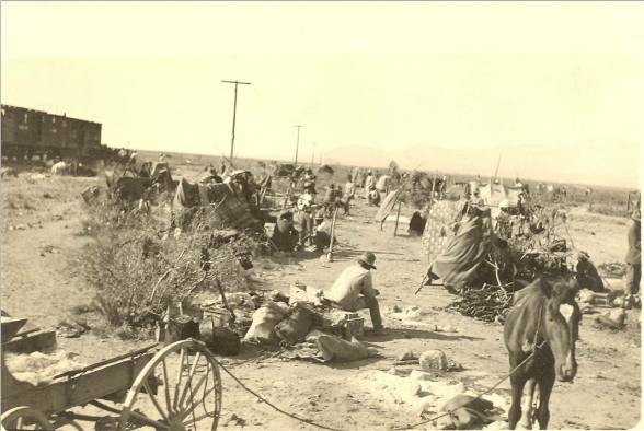 Sonoran Jackrabbit, The Graveyard Rabbit of Southern Arizona