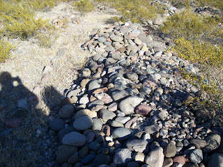 Sonoran Jackrabbit, The Graveyard Rabbit of Southern Arizona