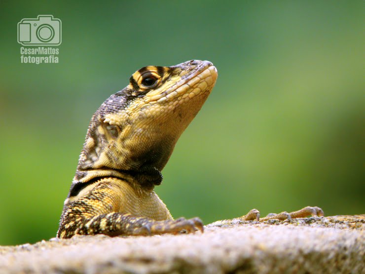 Cesar Mattos Fotografia: Calango amarelo