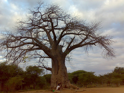 Diário de um sociólogo: Embondeiro de Tete
