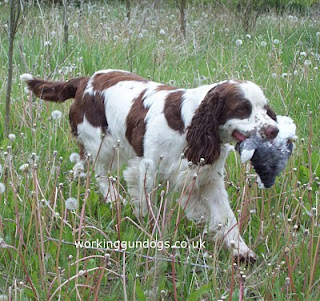 Working Gundogs: Show Breed English Springer Spaniel Gundog Training