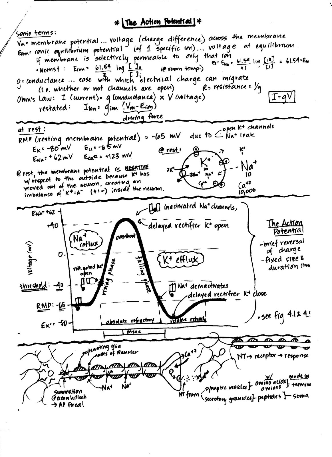 Introduction to Neuroscience: NEUR0010: The Neuron/ Action Potential ...