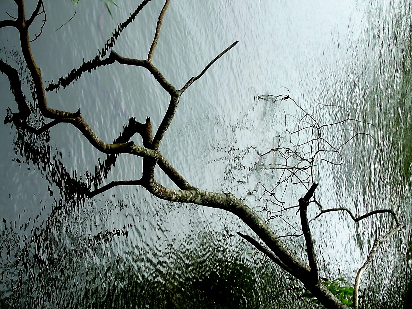 Fotografías: Ramajes