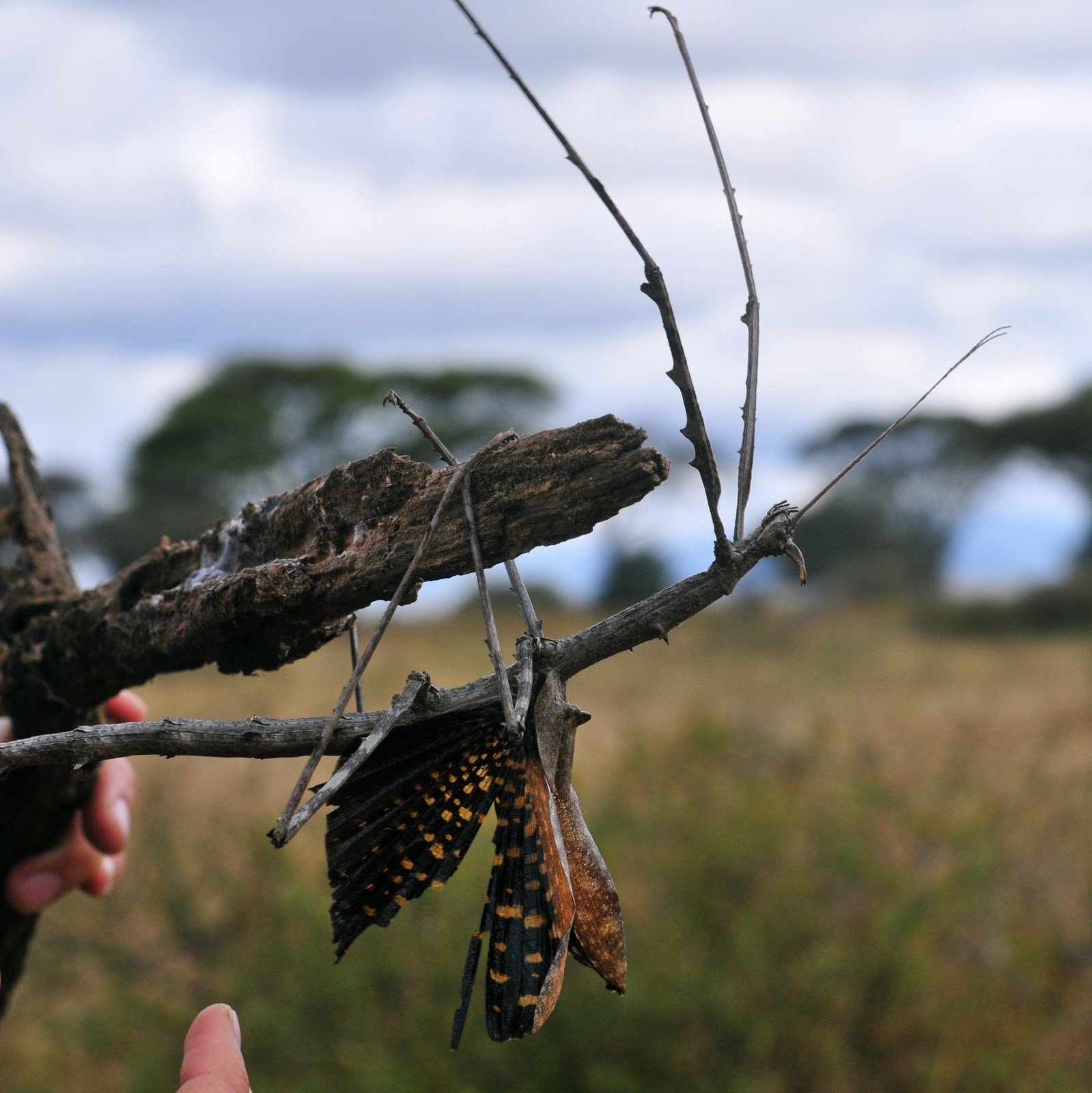 Encounters in East Africa: The Longest Insect in the World?