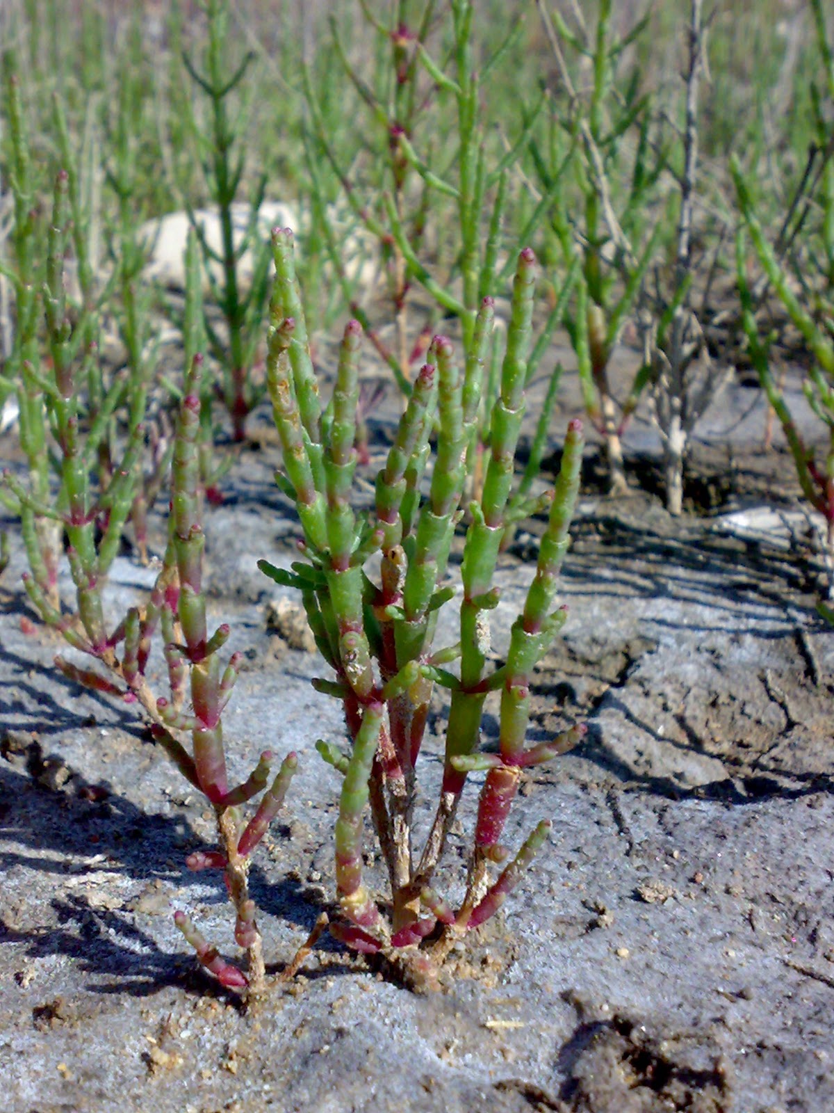 Natura: Salicornia