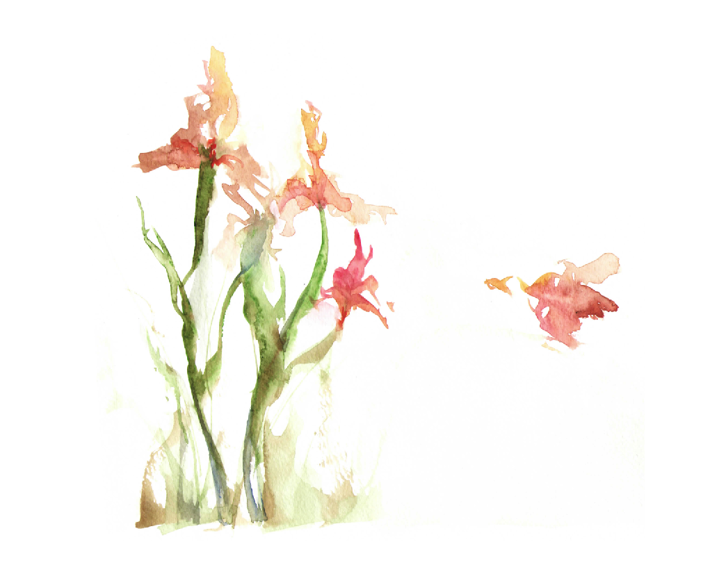 :: l u n a ilustraciones ::: ACUARELA EN FLOR