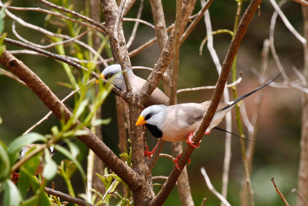 WA Zoologist: Broome Finches