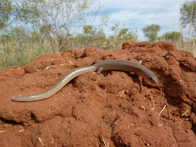 WA Zoologist: Camballin Fauna Survey Part 1