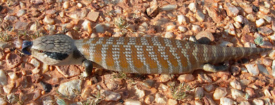 WA Zoologist: Pilbara Reptiles