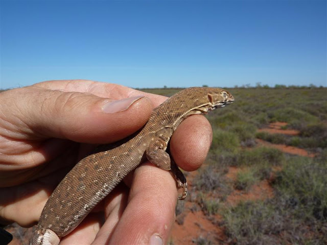 WA Zoologist: Wodgina - The Varanids