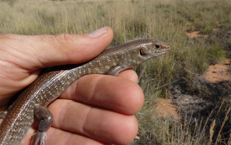 WA Zoologist: The Skinks - The LBJs of the reptile world