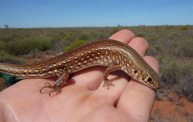 WA Zoologist: The Skinks - The LBJs of the reptile world