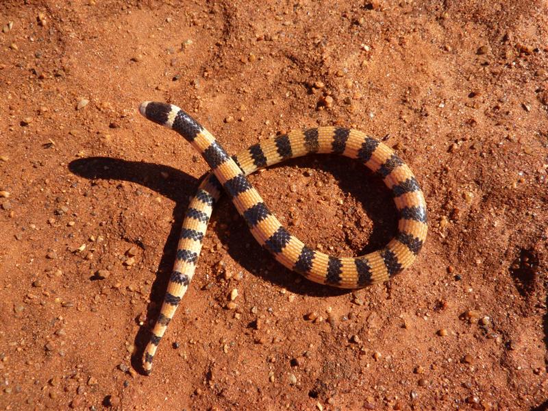 WA Zoologist: The Snakes of Wodgina