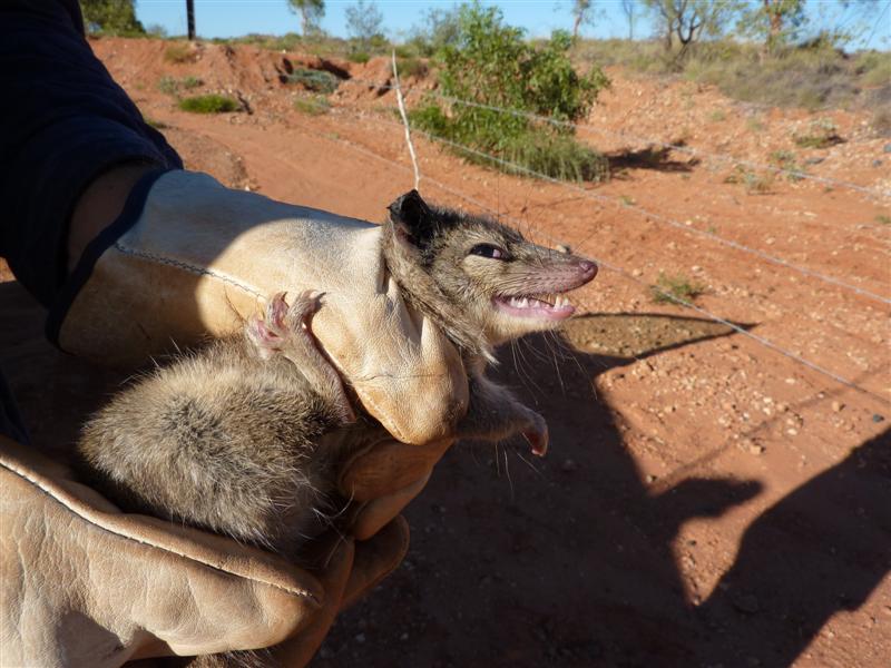 WA Zoologist: Angry Northern Quolls