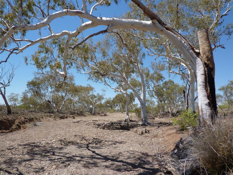 WA Zoologist: Mt Webber Fauna Survey