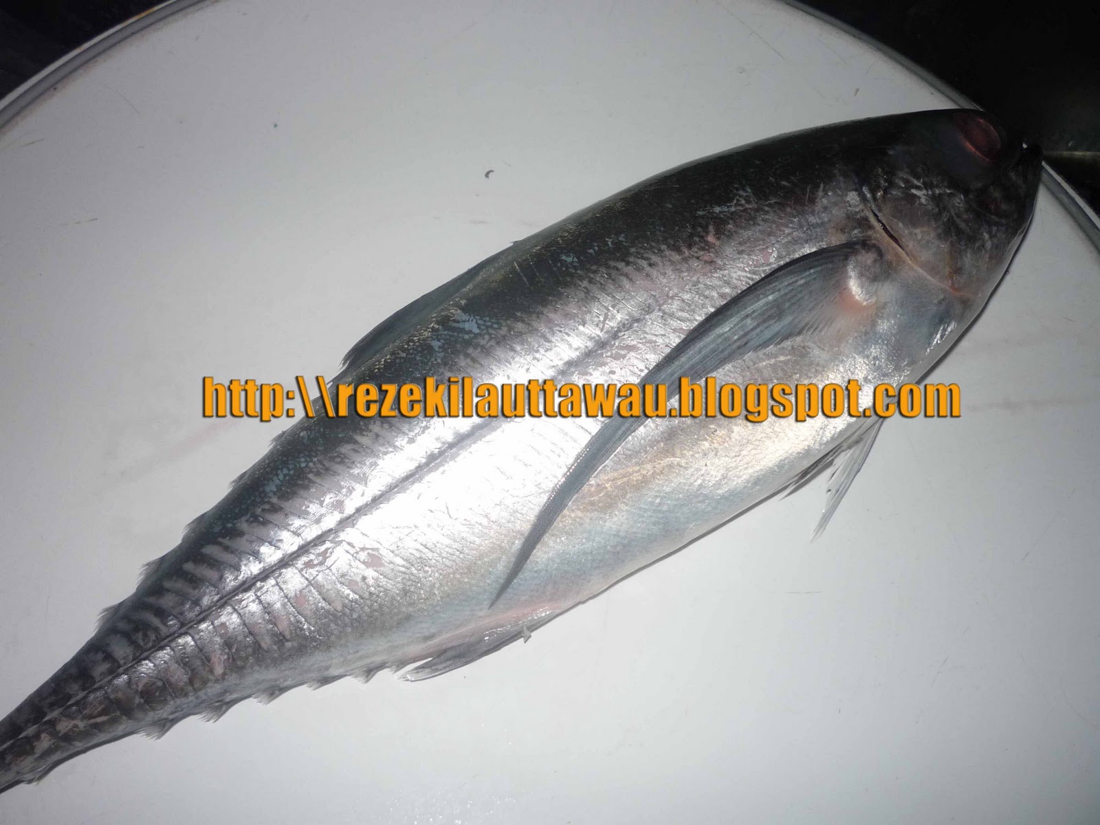 Ikan Bilis dan Ikan Kering Keropok Tawau: Produk Basah
