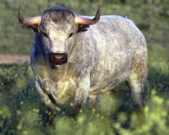 VETERINARIOS TAURINOS DE ANDALUCIA: LA LIMPIEZA ETNICA DEL TORO