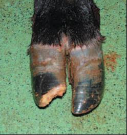 VETERINARIOS TAURINOS DE ANDALUCIA: LAMINITIS EN EL TORO DE LIDIA