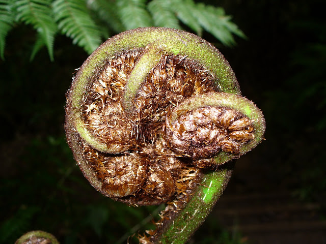 Dutchcorner: Te Aroha