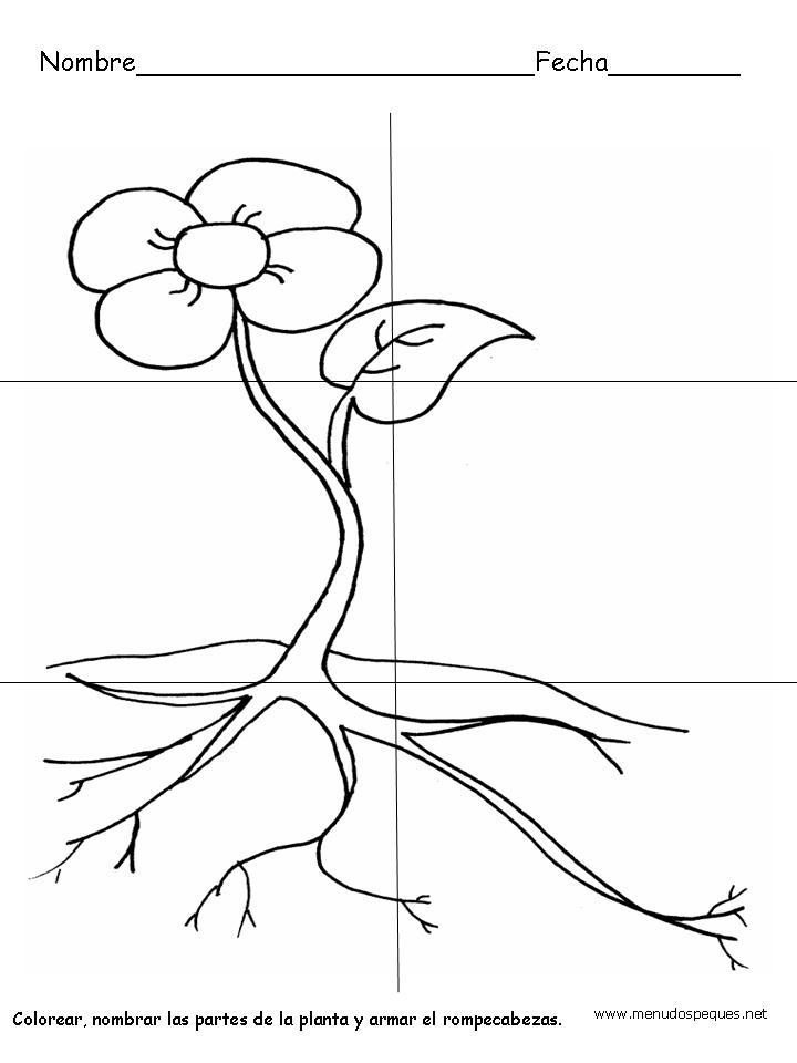 Escuela Especial Abierta: partes del ardol y de una planta