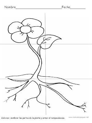 Escuela Especial Abierta: partes del ardol y de una planta