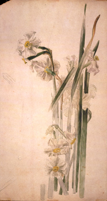 Dirt Balls: Artist: Beatrix Potter