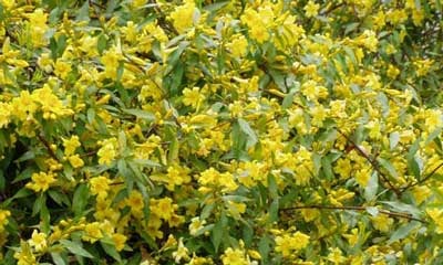 GoGardenNow - The Gardening Blog: Carolina Jessamine - The Yellow ...