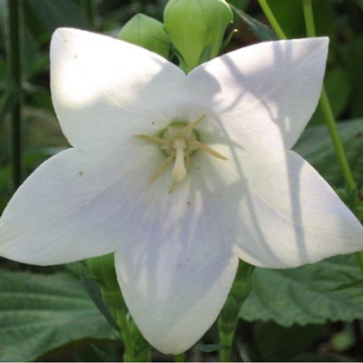 GoGardenNow - The Gardening Blog: Doraji - The Bellflower
