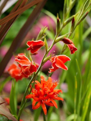 GoGardenNow - The Gardening Blog: Nerine - The Legendary Guernsey Lily