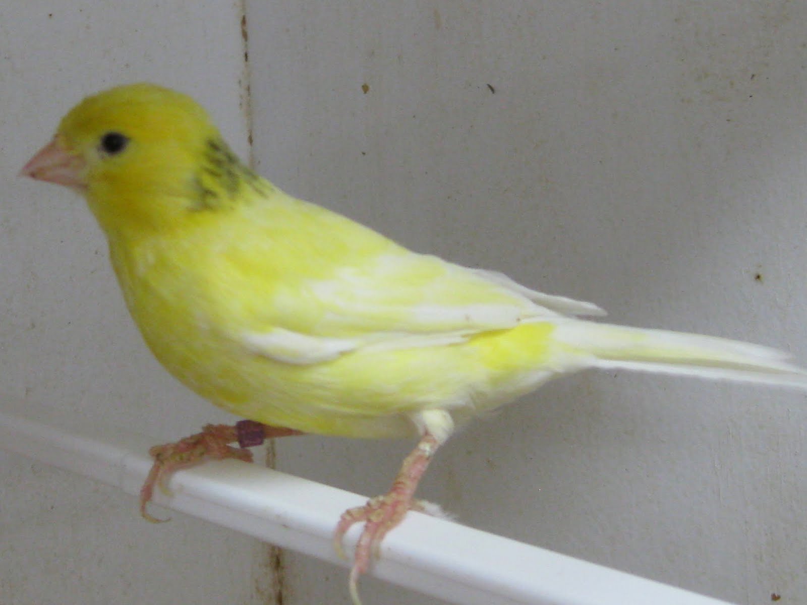 Canary Tales: New German Rollers