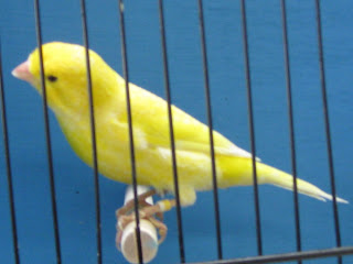 Canary Tales: Select Additional Colorbred Canaries - Minnesota Show