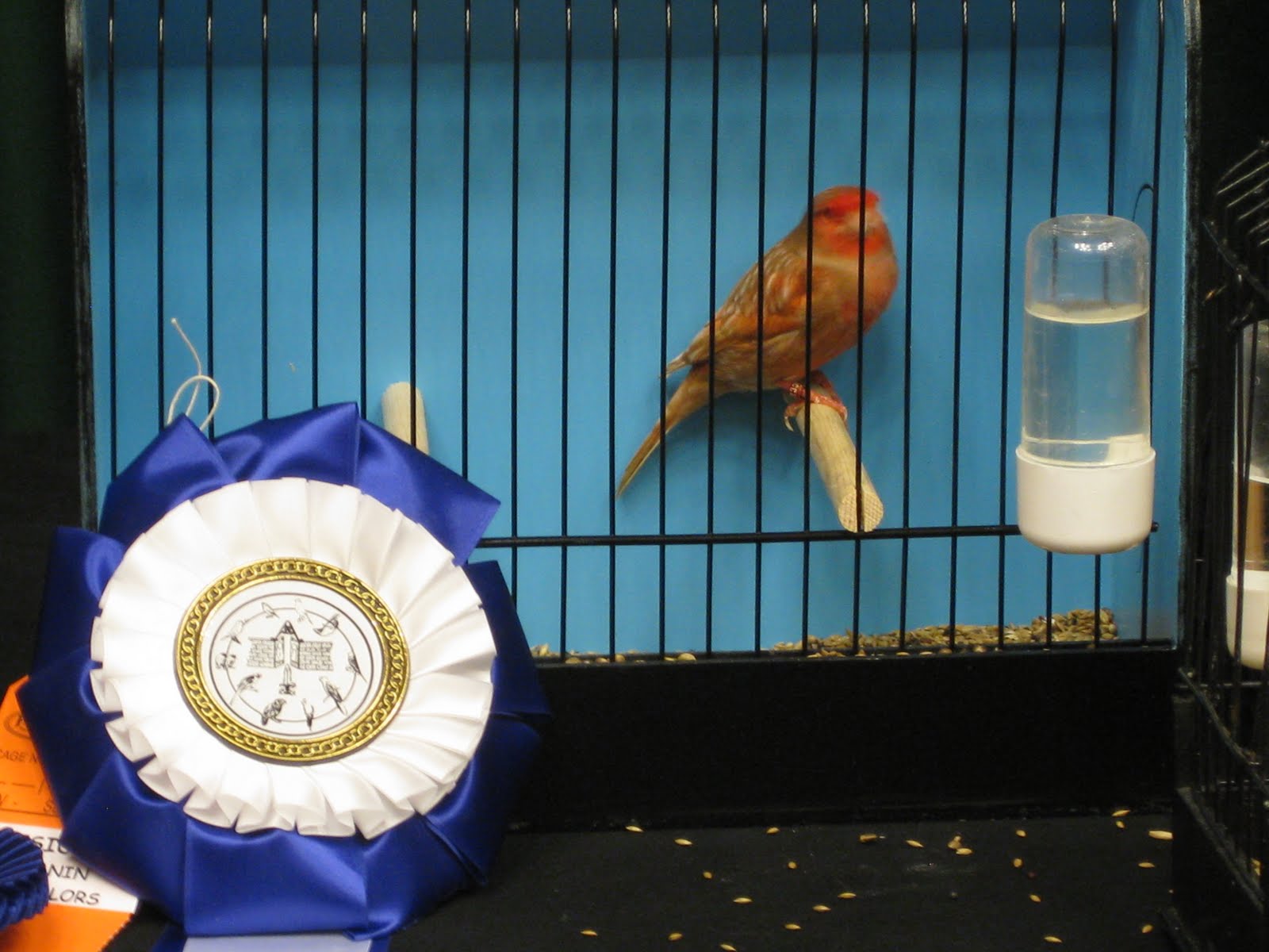 Canary Tales: Select Higgins Winners