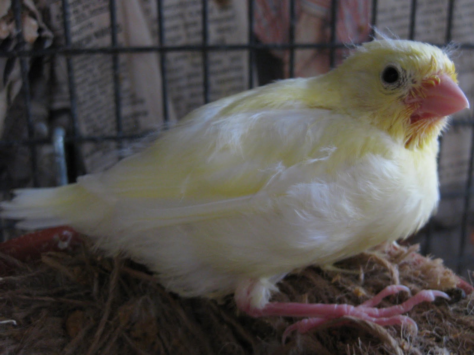 Canary Tales: Questions, Breeder Reports and Tips for Big Bird!