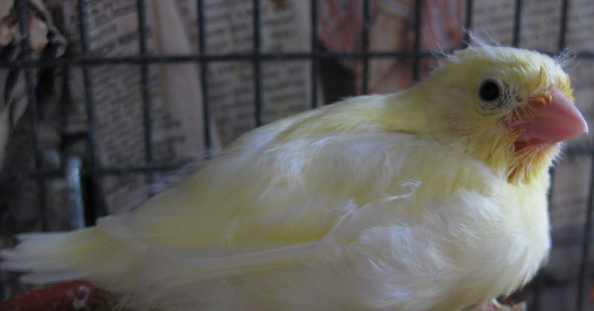 Canary Tales: Questions, Breeder Reports and Tips for Big Bird!