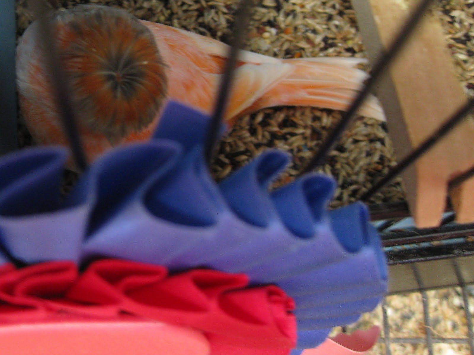 Canary Tales: Big Bird Wins Best Stafford At Tulsa Show!