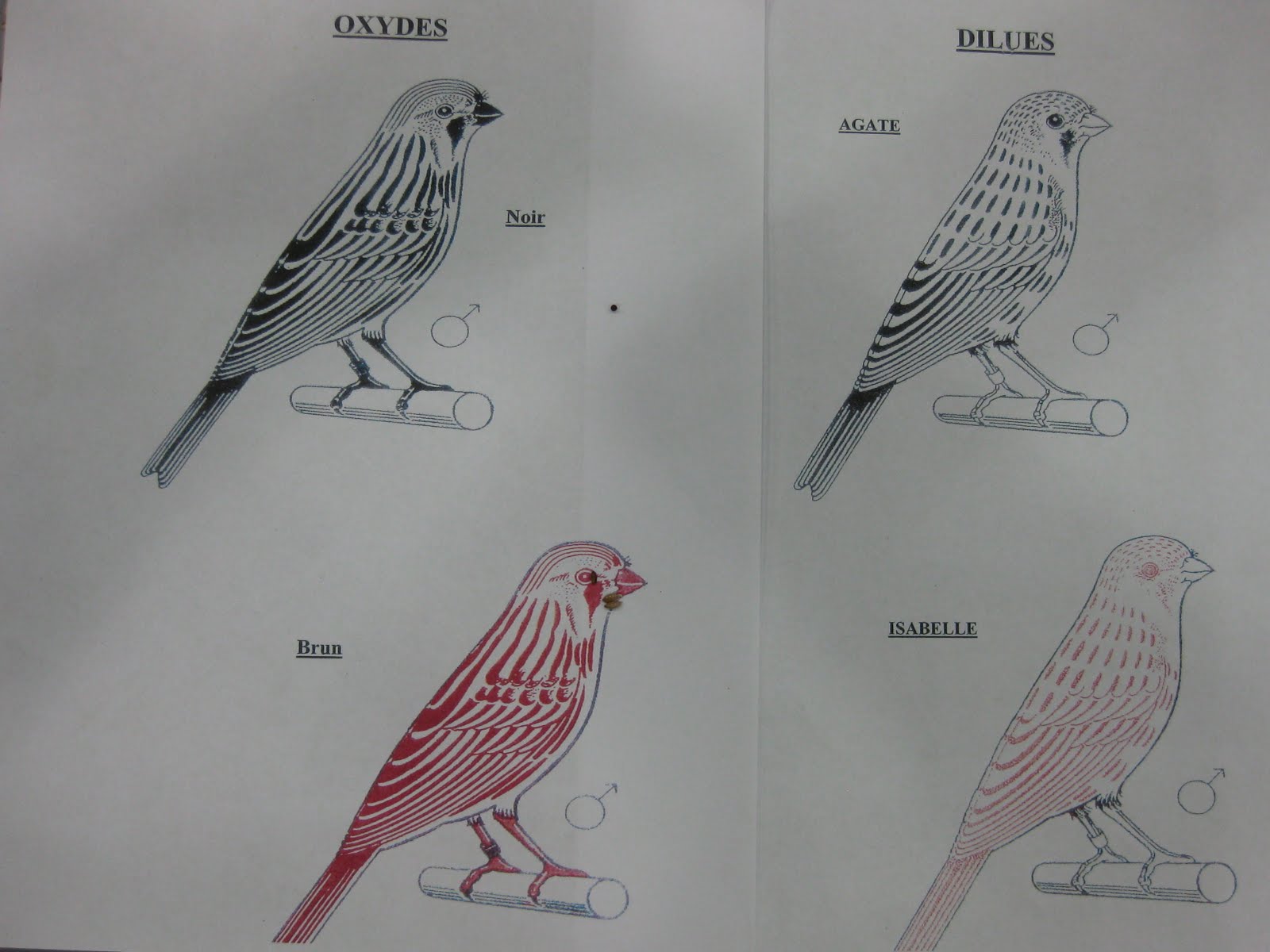 Canary Tales: Mosaic and Striation Patterns