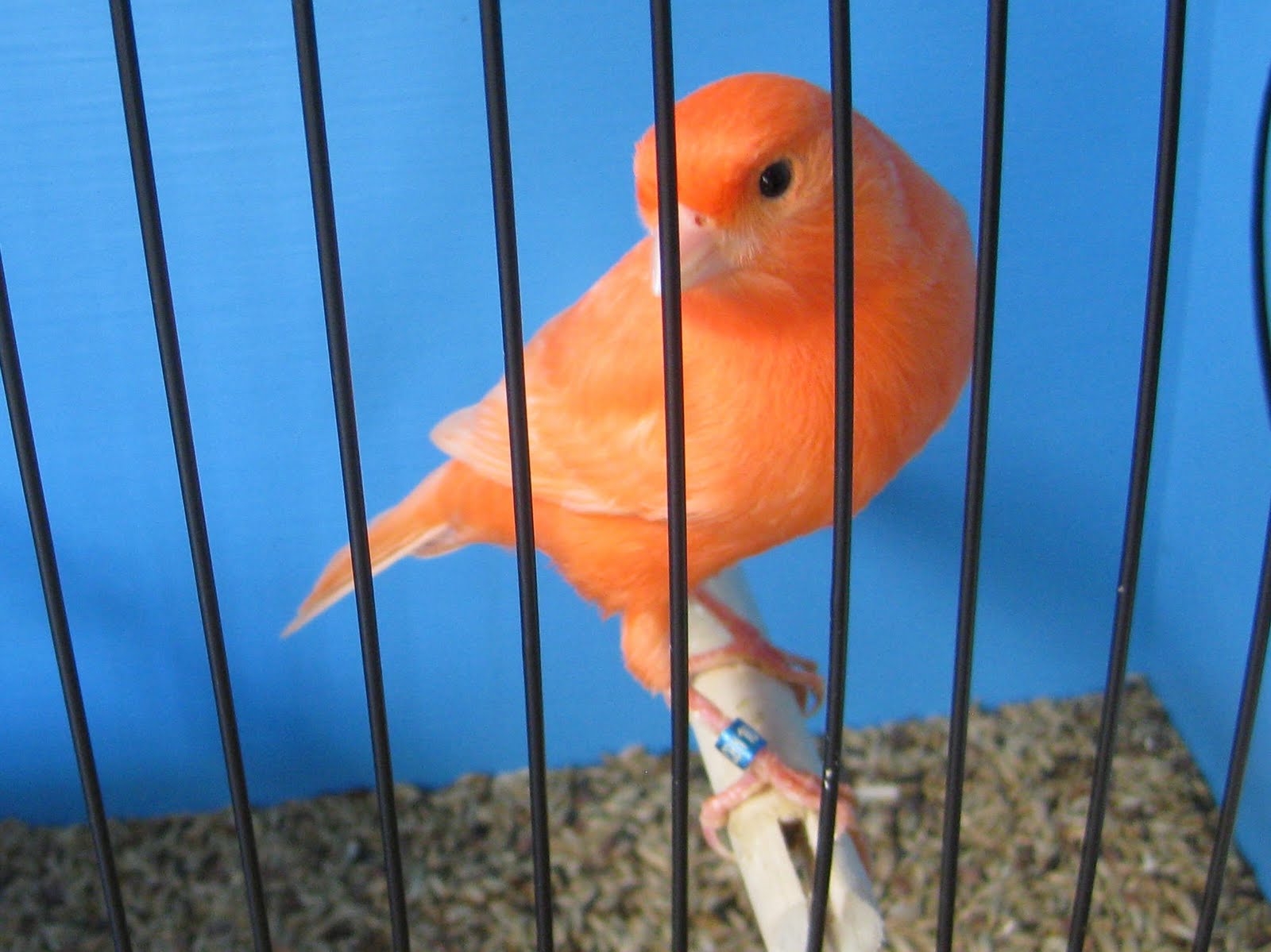 Canary Tales: Phenomenal Lipochrome at LA Show