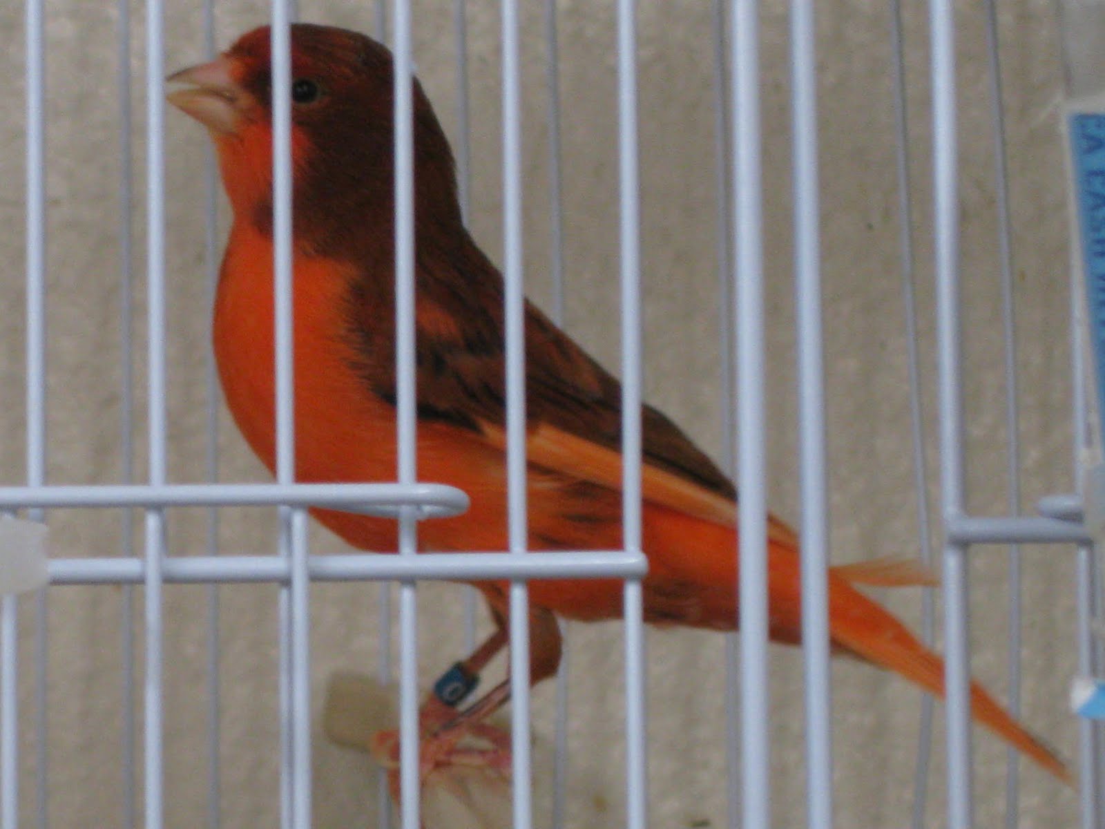 Canary Tales: Dian's Spectacular Color Bred Canaries