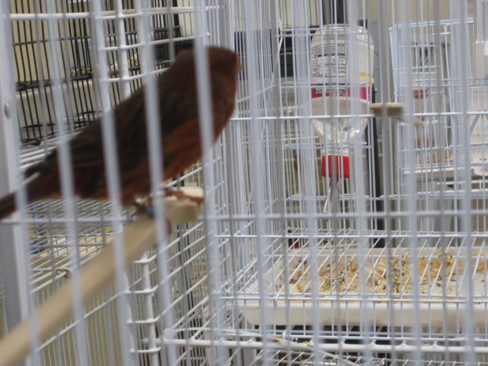 Canary Tales: Dian's Spectacular Color Bred Canaries