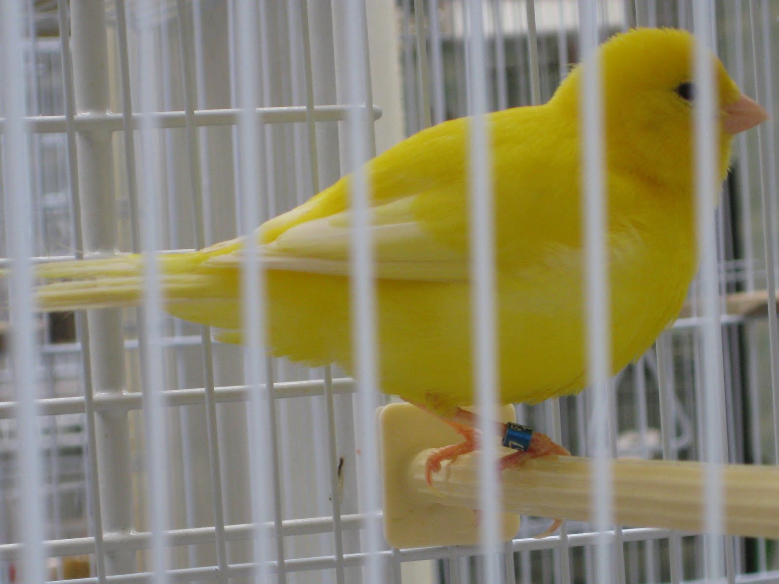 Canary Tales: Dian's Spectacular Color Bred Canaries