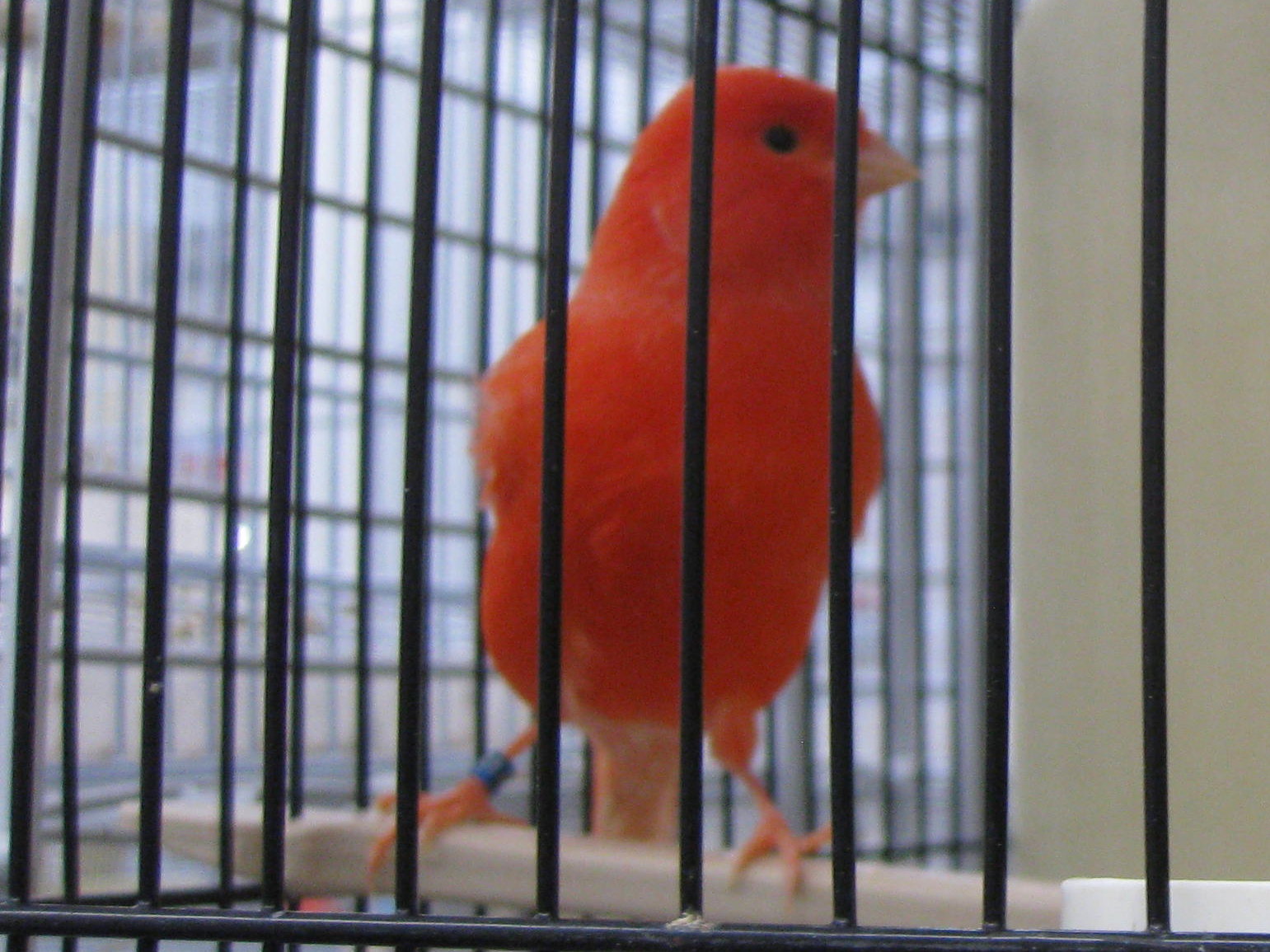 Canary Tales: Dian's Spectacular Color Bred Canaries