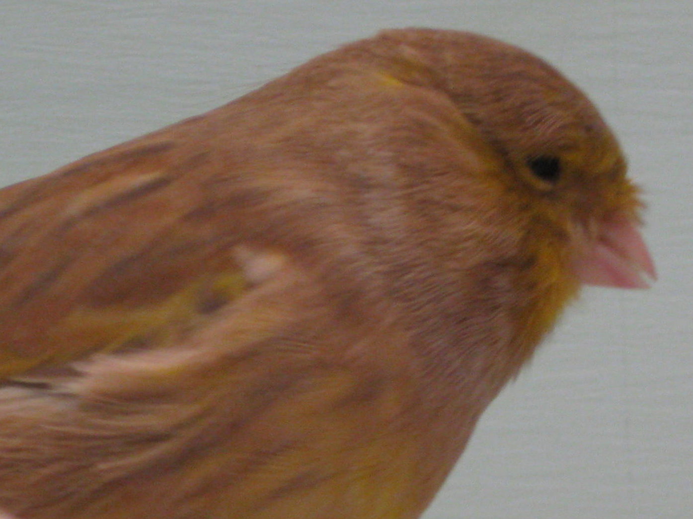 Canary Tales: Columbus Fancy - American Type Canary