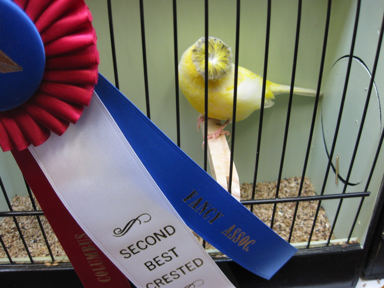Canary Tales: Columbus Fancy - American Type Canary