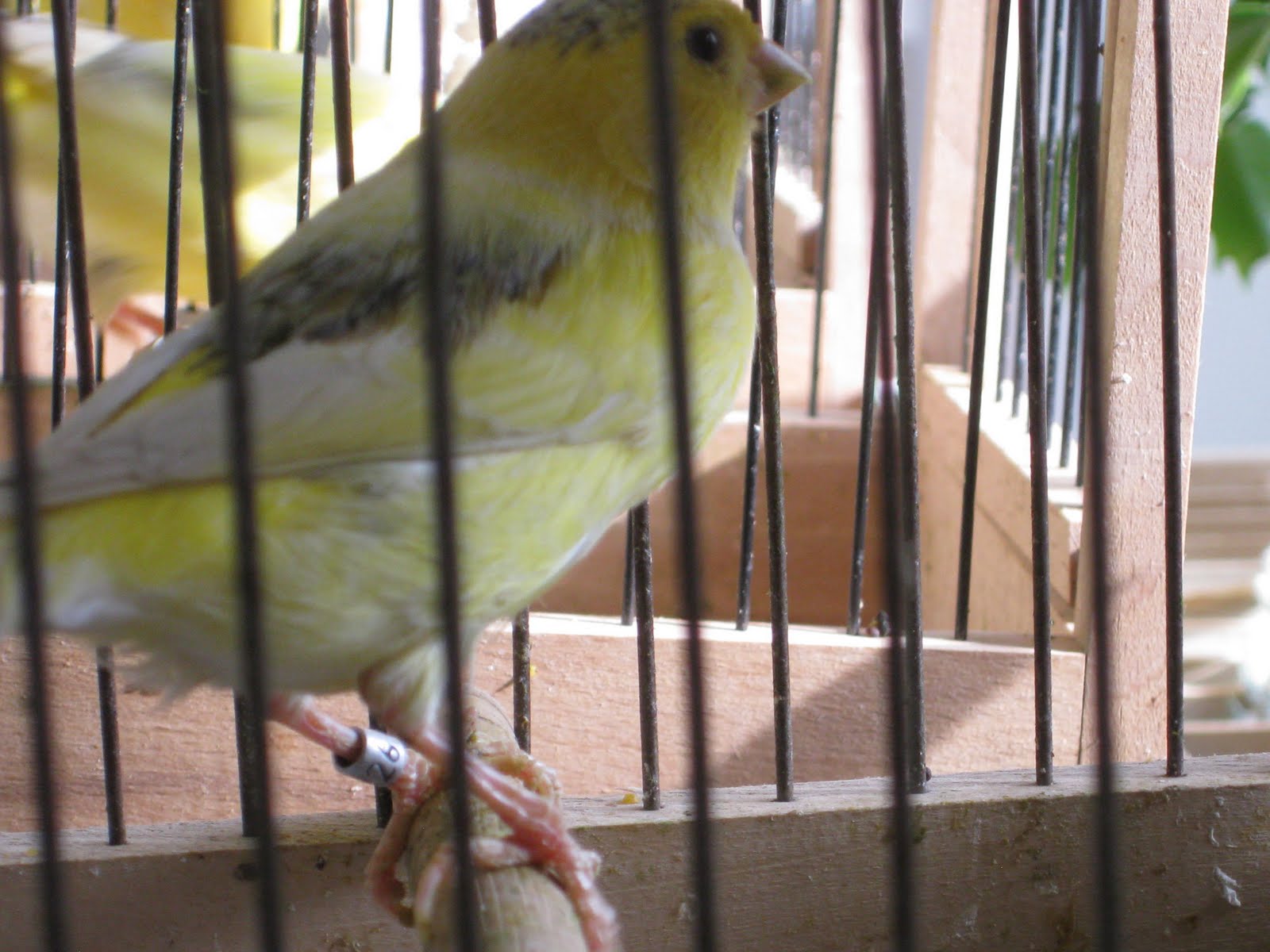 Canary Tales: Good Looking German Roller