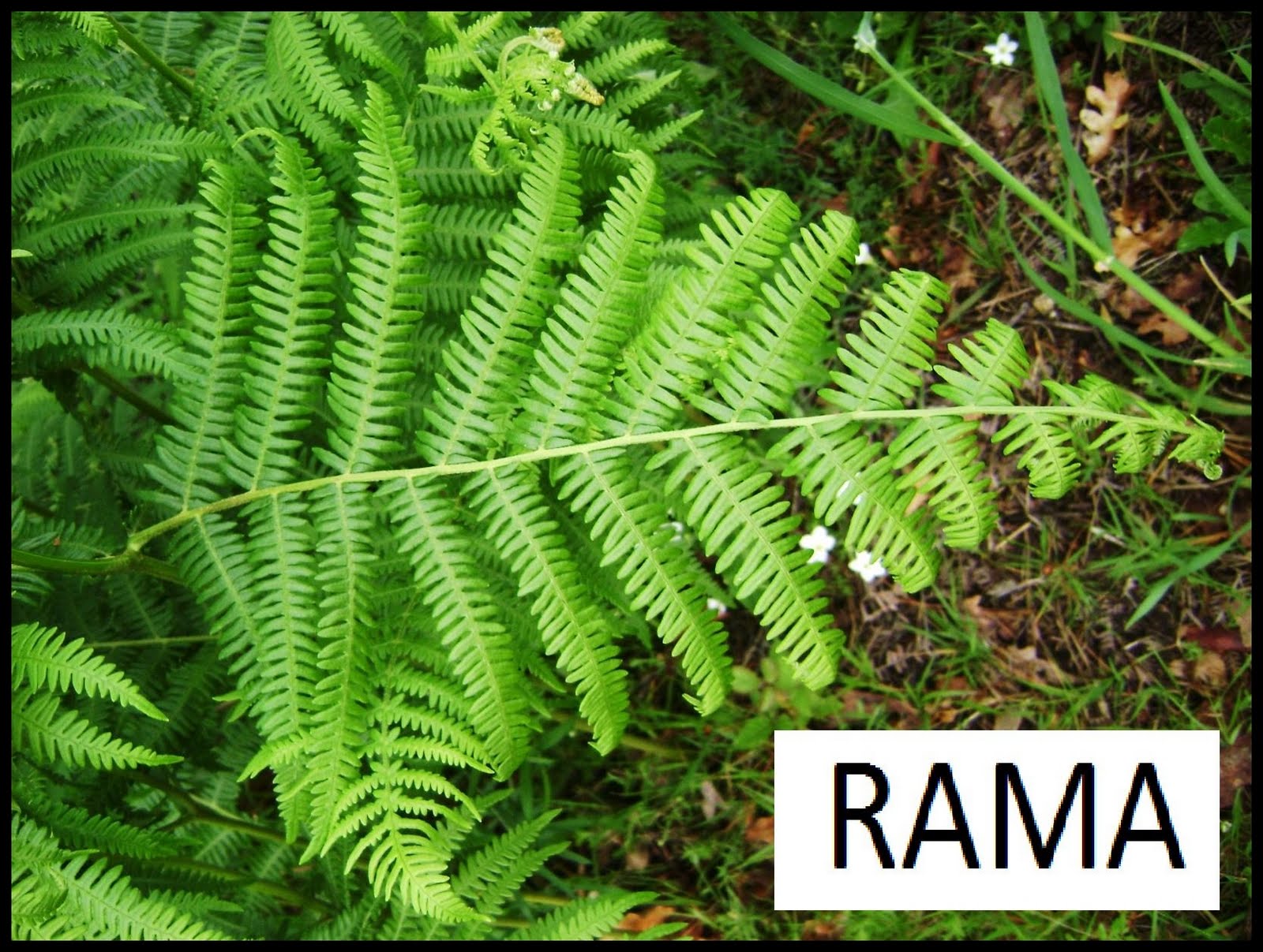 Herbolario: EL HELECHO COMÚN